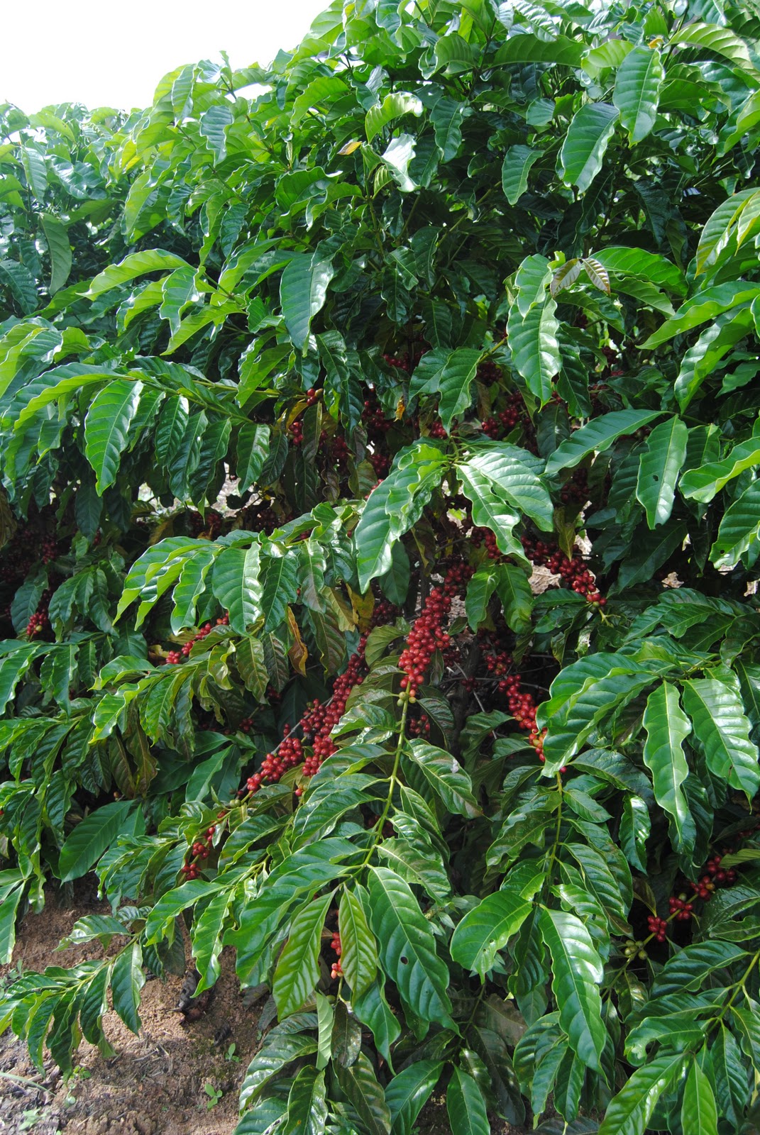 Recanto das Plantas: Café Conilon - "Vitória" (clique aqui para ler mais)