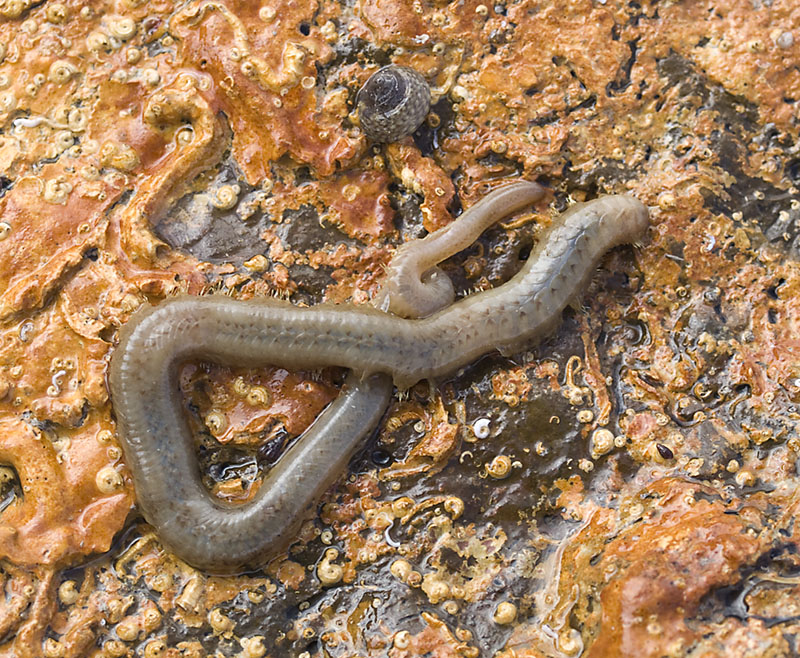 Paseos por la naturaleza: Sigalionidae sp