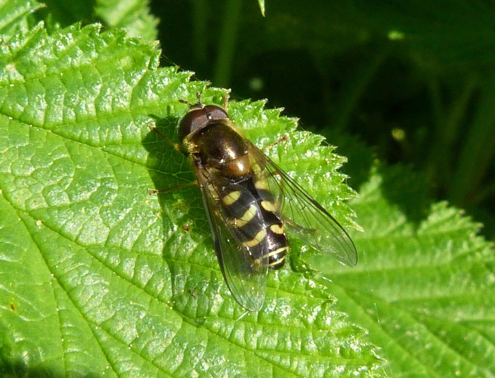Insects of Scotland: Hoverflies