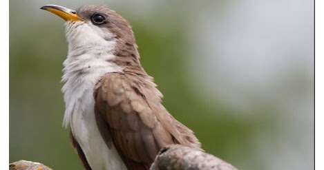 BaitRageous: What is a rain crow?