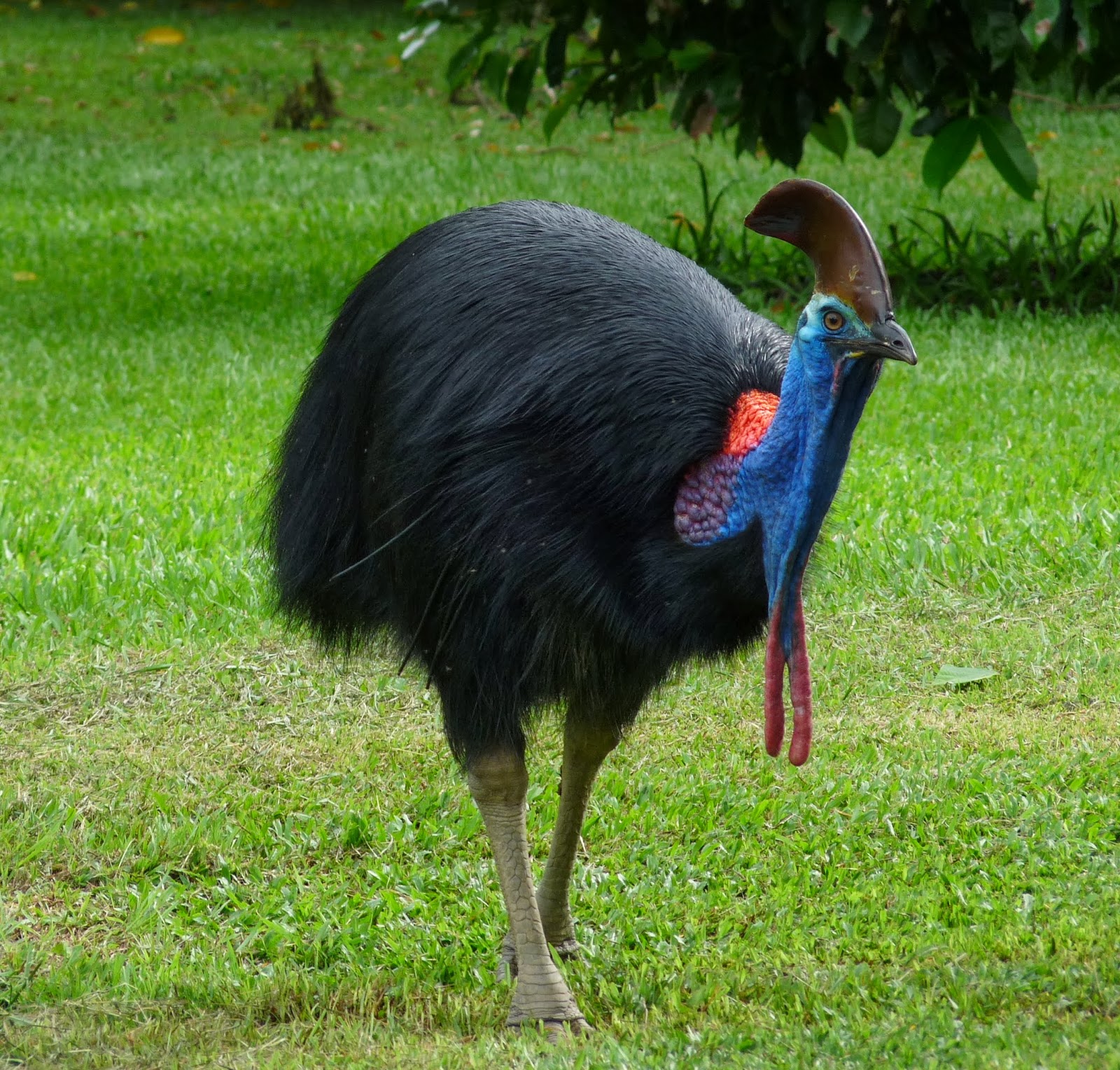 AVEEK- Blogs: Cassowary