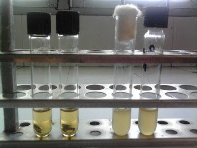 My World Fisheries: Penentuan Staphylococcus aureus (SNI 01-2332.9-2011 ...