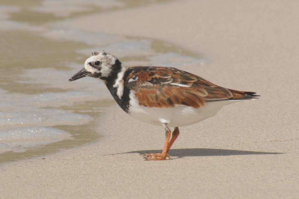 Kay Parkin Birding: Lord Howe Island - A Birders Paradise