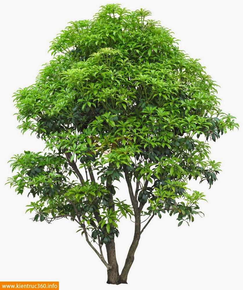 Tổng hợp thư viện 60 các loại cây Bóng mát dùng cho ghép shop