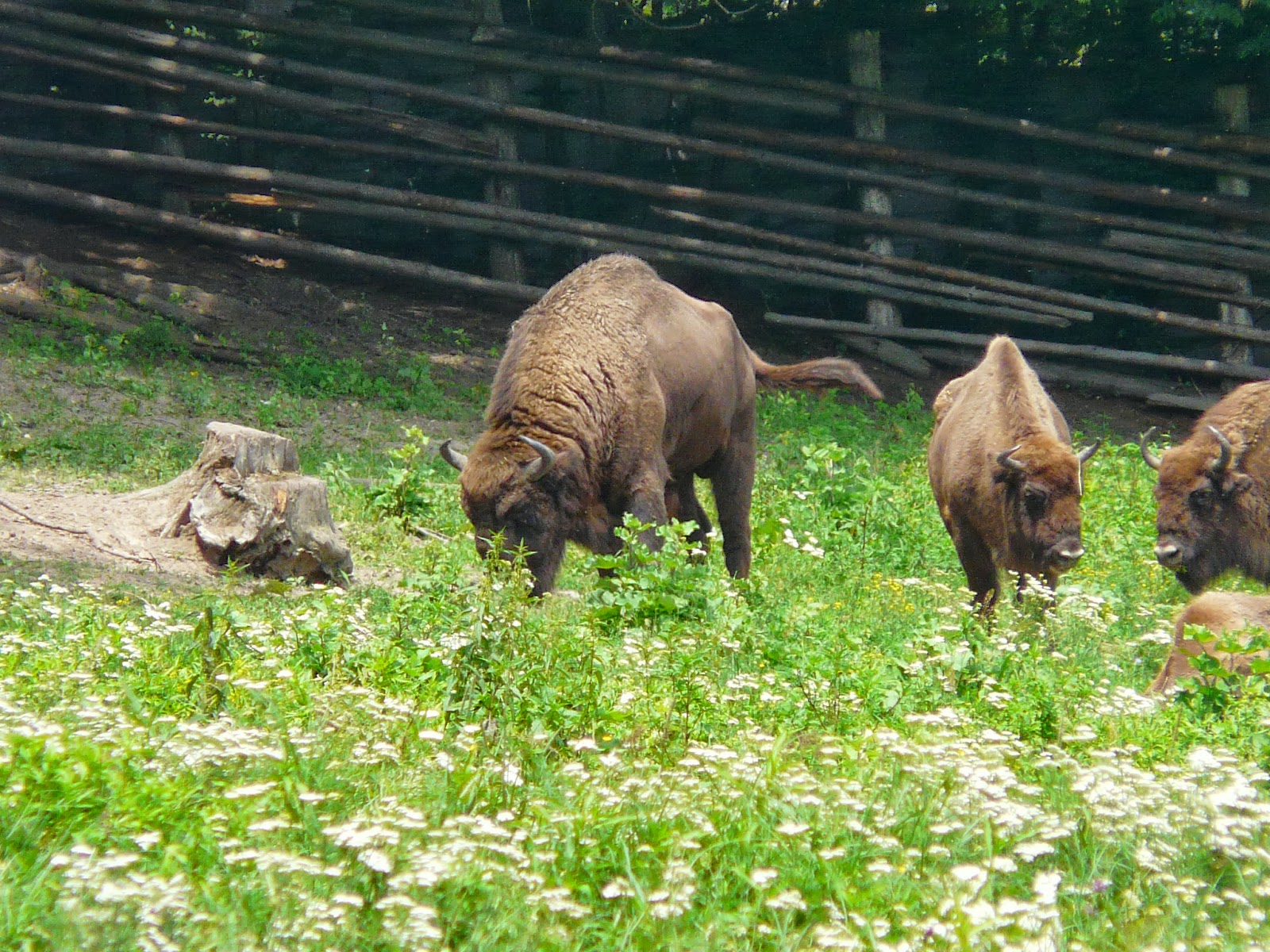 plecat de acasă: Legenda descălecatului lui Dragoș Vodă în Moldova de ...