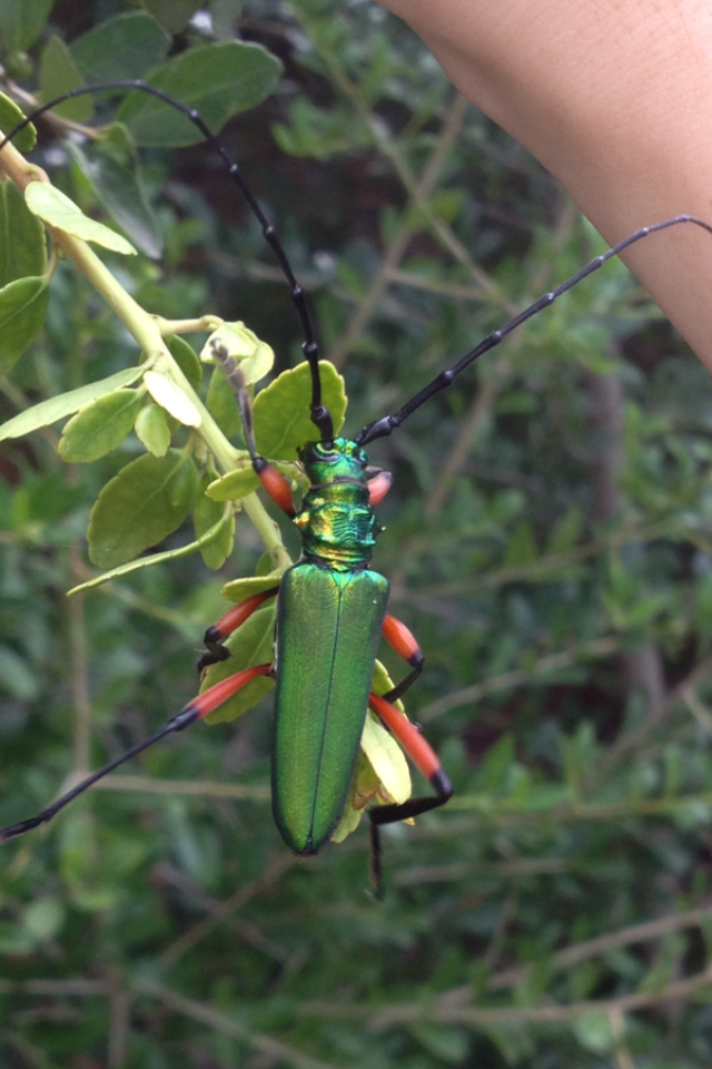 Rainbow Magic Sparkle Butterfly : Insects and Spiders visiting my ...