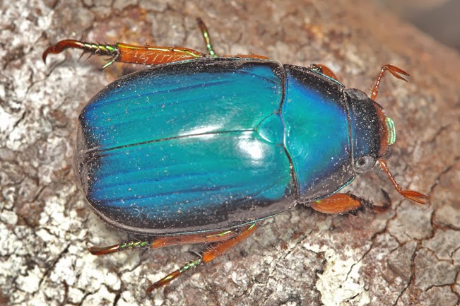 BunyipCo: Summer Scarabs