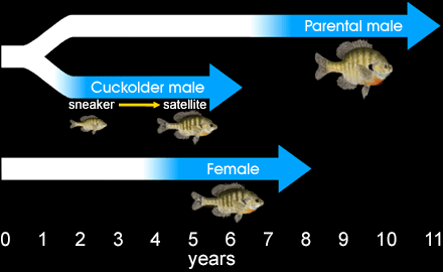 Virginia Tech Ichthyology Class : Sneaky Female Mimicking Bluegill, by ...