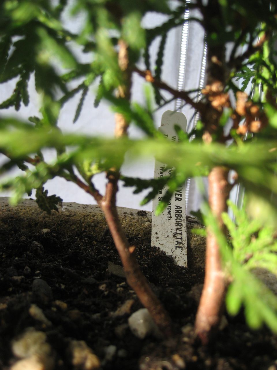 Tiny Gardens: Propagating Miniature Arborvitae