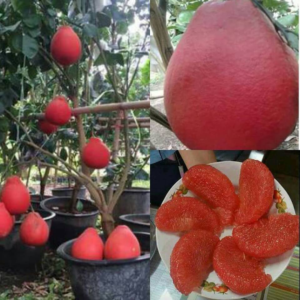 Berita TV Malaysia: LIMAU BALI MERAH & ISI MERAH