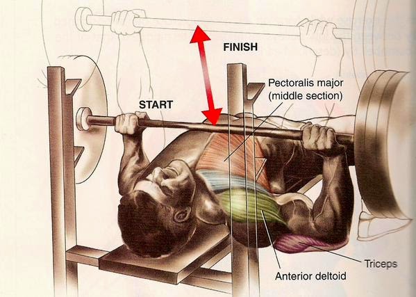 Proper Bench Pressing form... see more ~ Fitness and Health