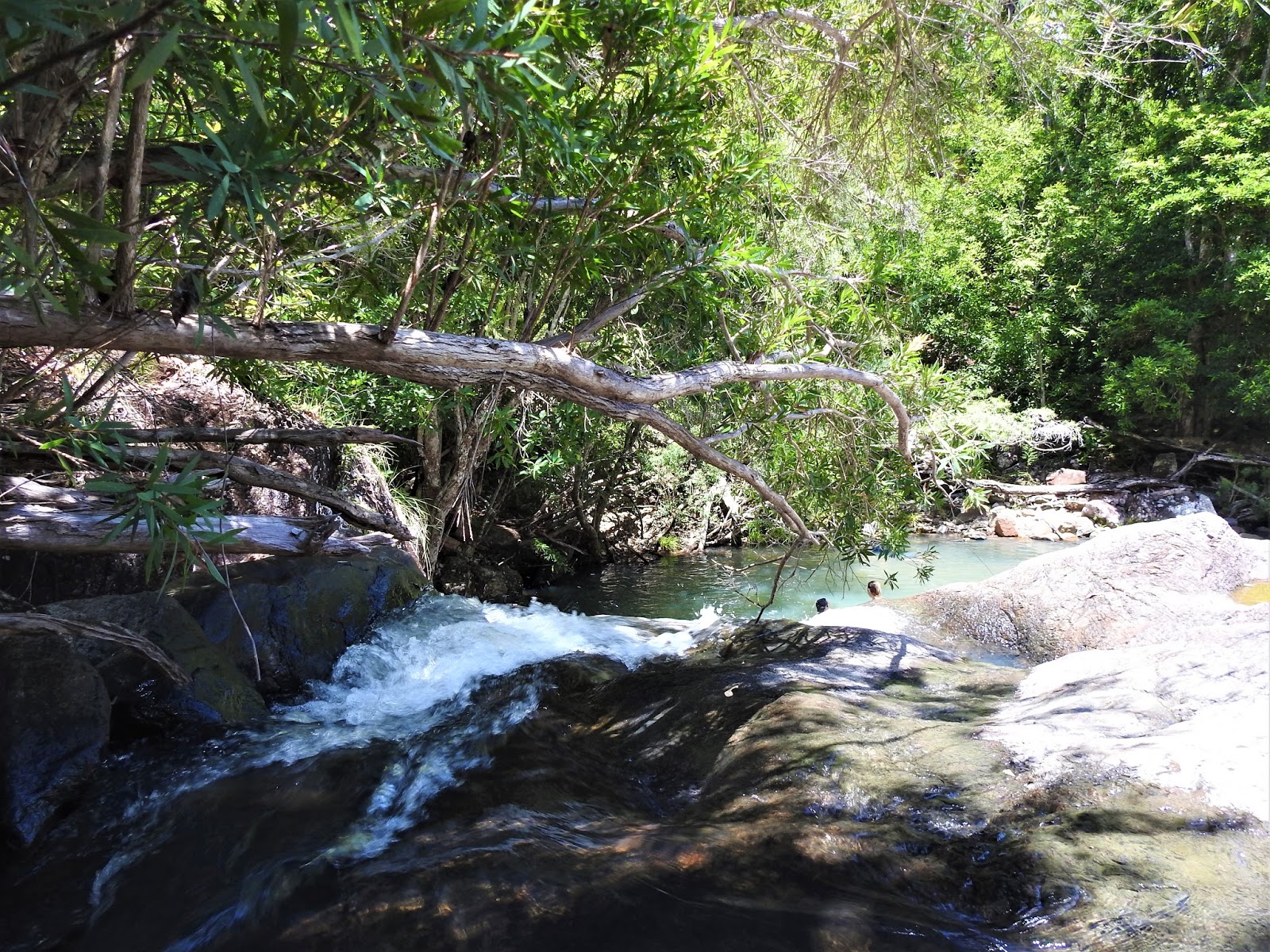 Ocean Crave: Cardwell's enchanted forest - Cardwell, North Queensland