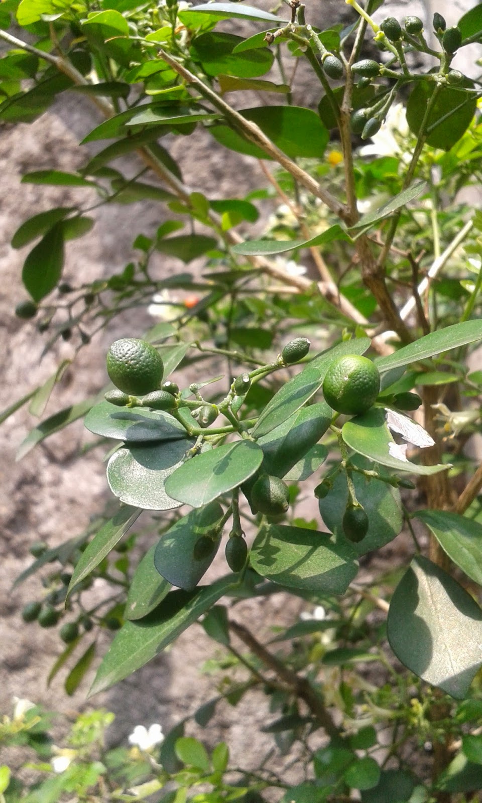 Mengenal Tanaman Jeruk Kingkit | Juragan Tanaman