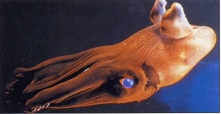 Artes de Pesca: EL CALAMAR VAMPIRO