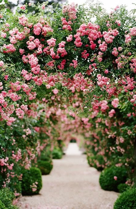 Tunnel of roses ~ Stunning nature