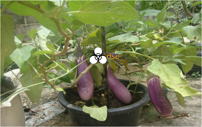 PENGEDAR BAJA ORGANIK NANOSEL TAWAN DANG (RED SUN): Tanam Pokok Buah ...