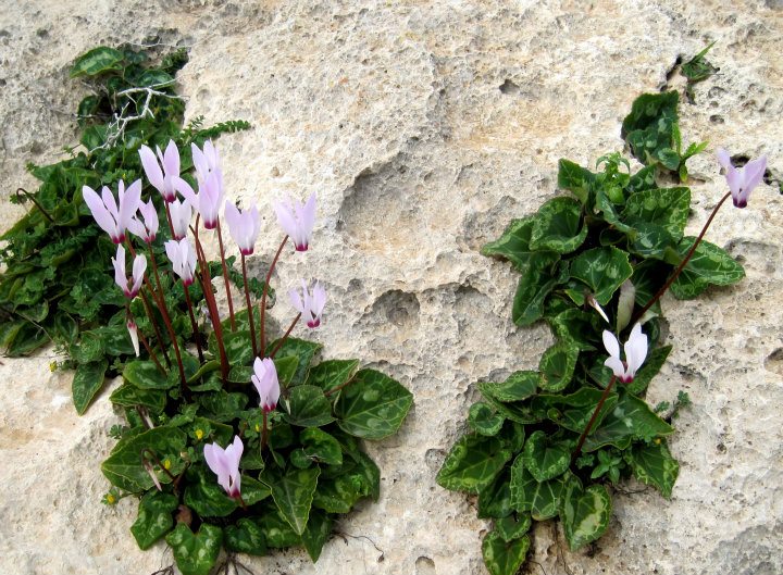 Biodiversity of Cyprus by NGO Protection of the Natural Heritage and ...