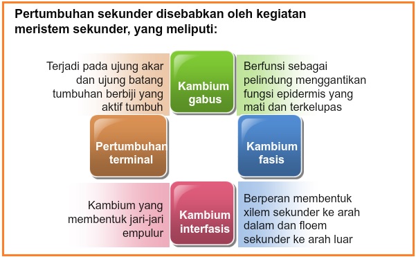 BIOLOGI GONZAGA: KAMBIUM