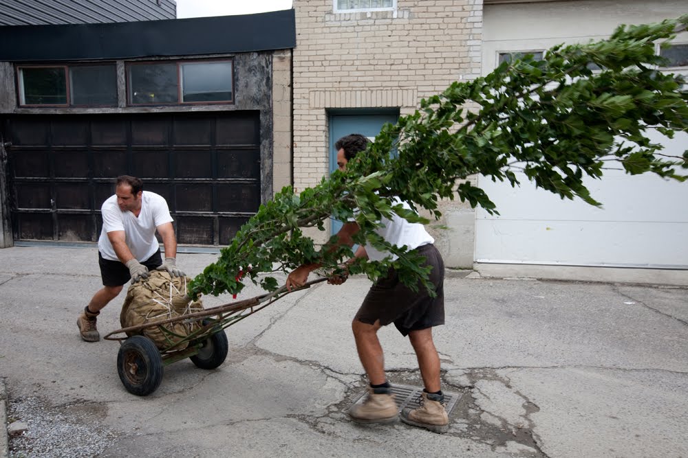 DUPONT PROJECT: Trees Arrive!