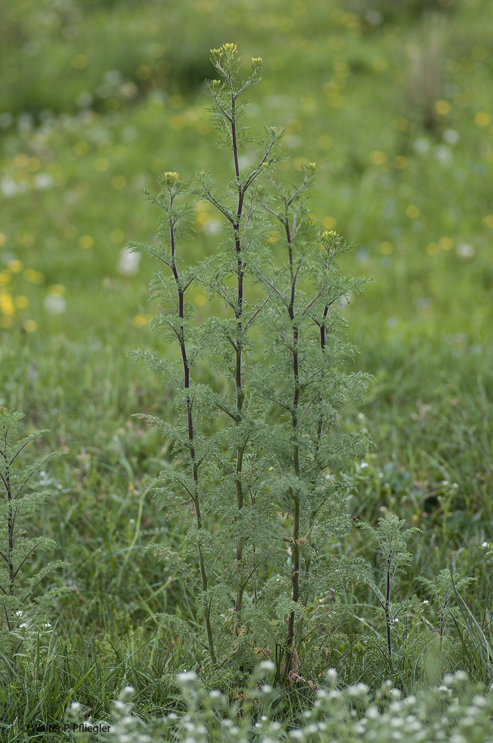 Nature photos from an Amateur Naturalist: South Nyírség, Hungary (Süd ...
