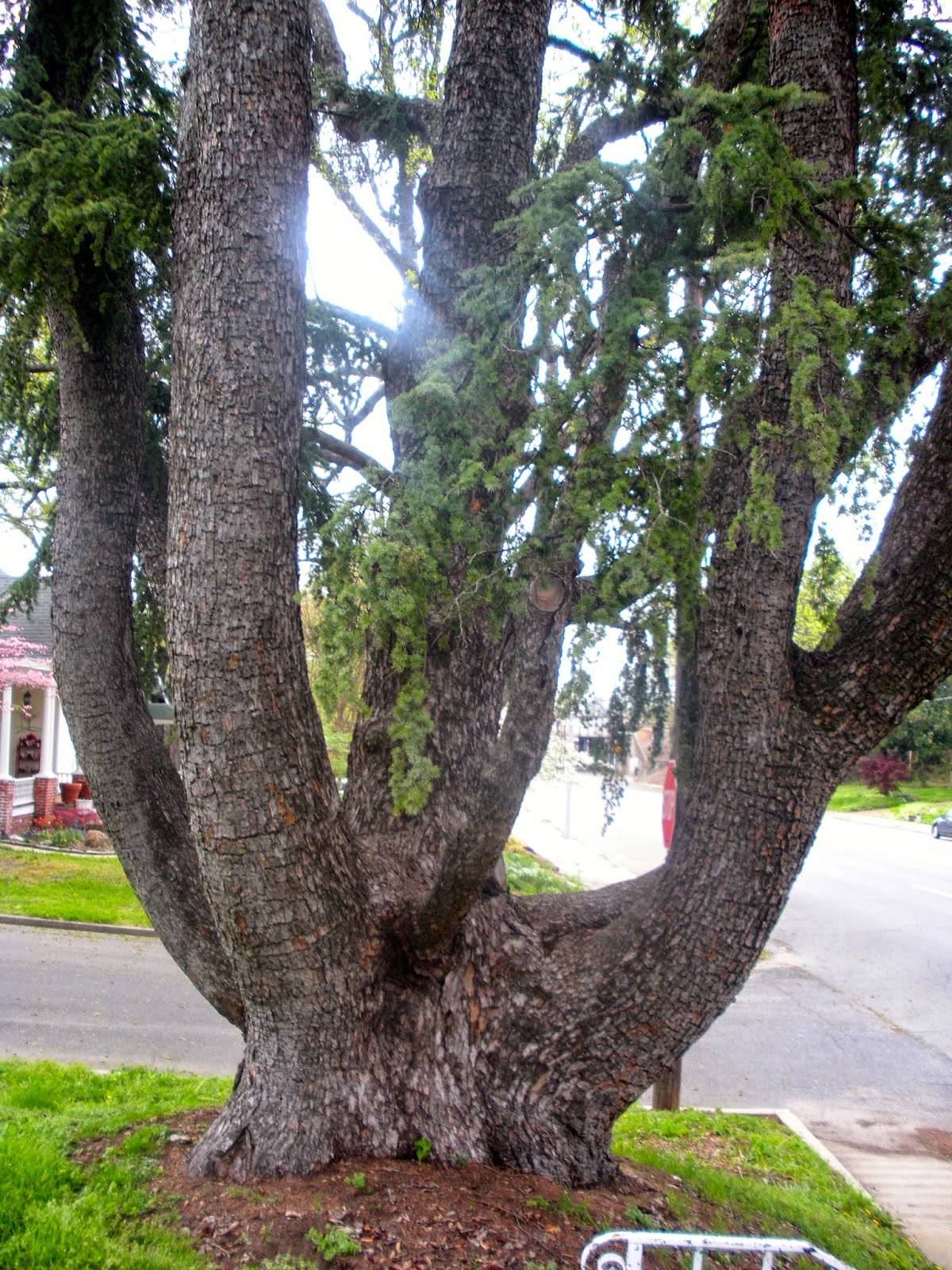 Memphis Trees: April Comes to Memphis