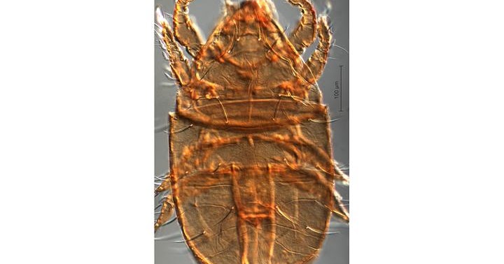 Variety of Life: Lohmannia (Lohmannia)