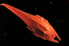 Fishes Images: Armored searobin