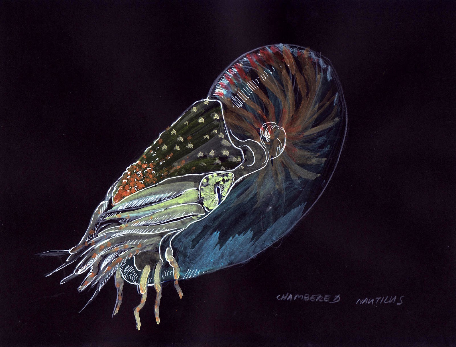 Tyler Chow: Deep Sea Creatures! Bioluminous Gouache