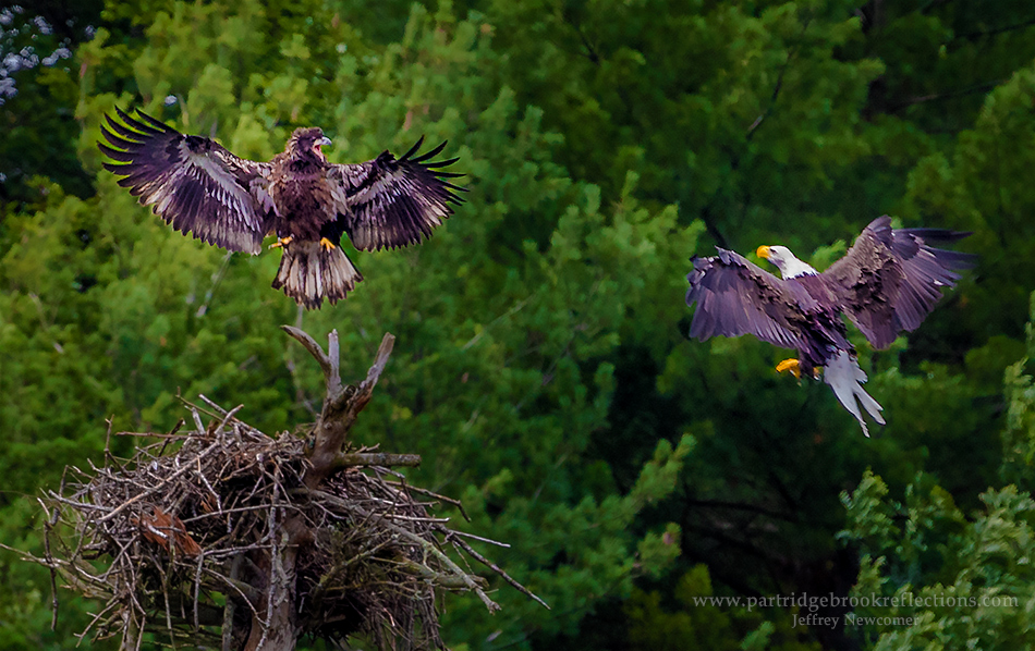 Getting it Right in the Digital Camera : Fallen Eagles Gallery