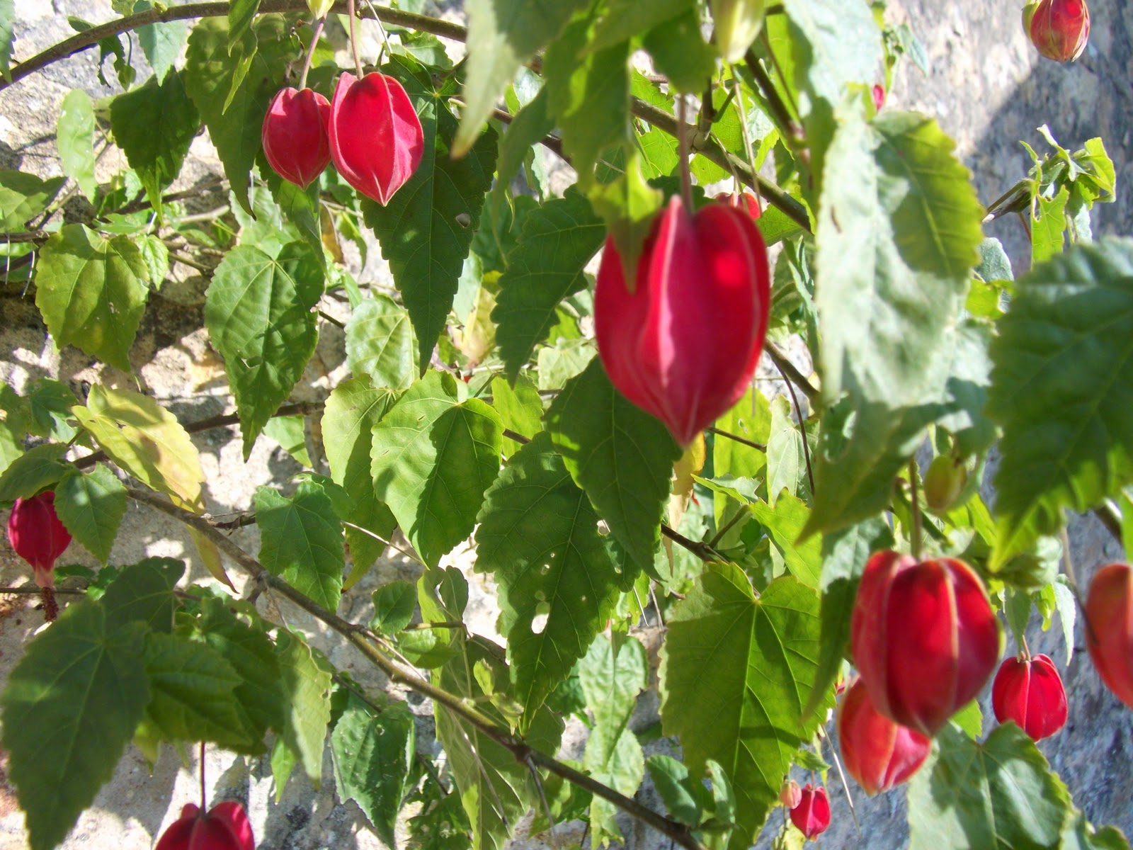 Magnon's Meanderings: Abutilon.