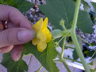 30+ Gambar Bunga Jantan Melon - Galeri Bunga HD