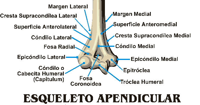Humero : Huesos del cuerpo humano