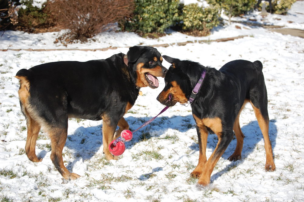 Living with Rottweilers: Best home-made toy my Rottie pup ever played with.