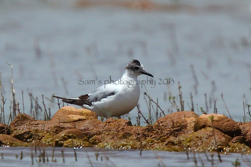 LITTLE GULL a First Record for Pakistan?