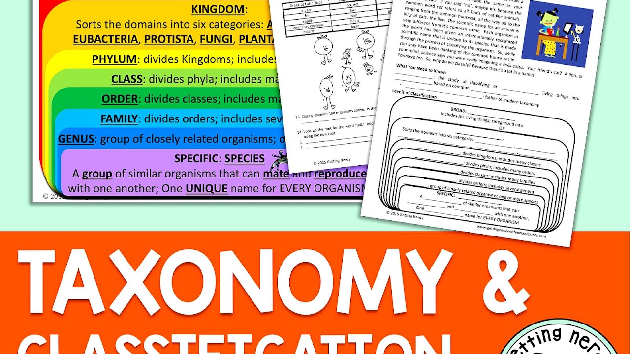 Cat - Cat Taxonomy - Cat Choices
