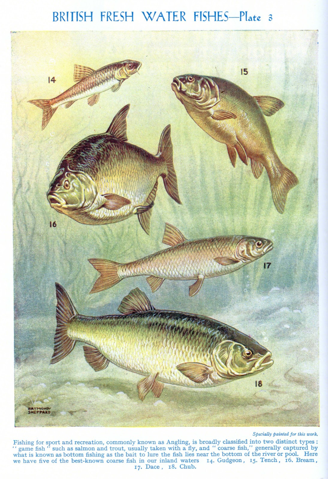 British Fresh and Salt Water Fish