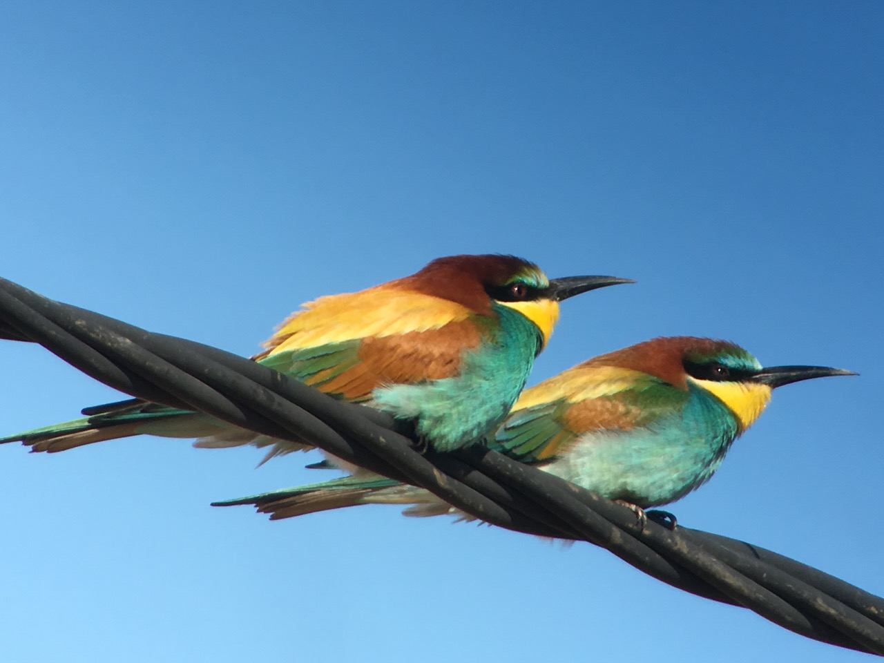Bill of the Birds on Blogspot: Birding Southern Portugal