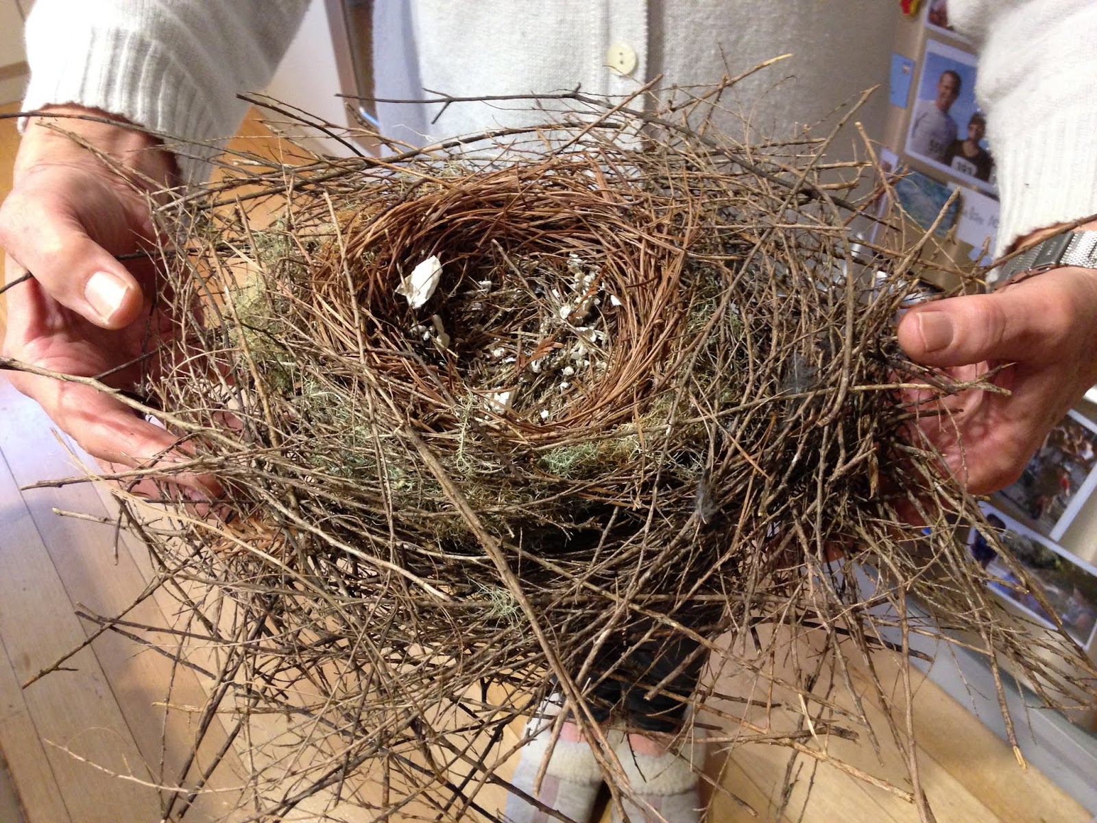 Mangaiti Gully Restoration Group: Tui nest