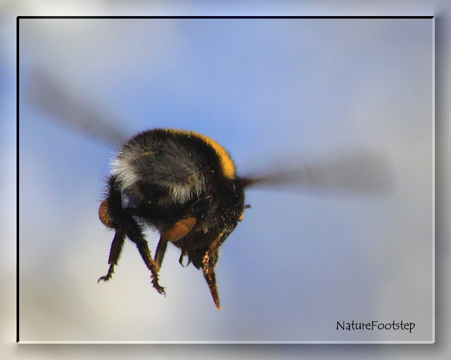 NatureFootsteps World : Humla - Humble bee