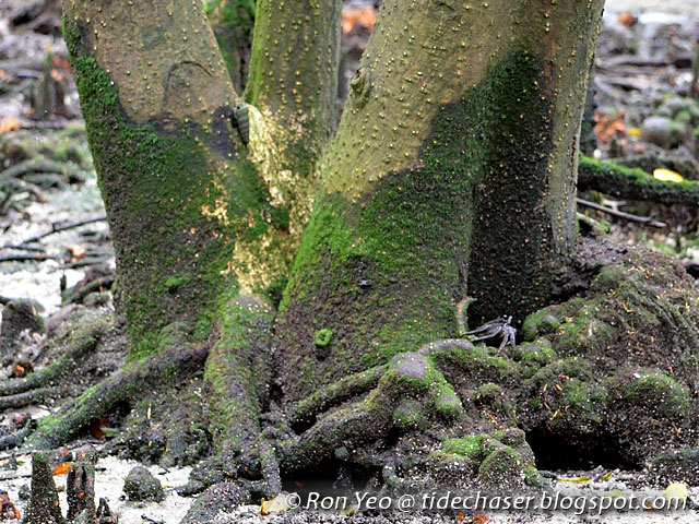 tHE tiDE cHAsER: Buta-buta (Excoecaria agallocha)
