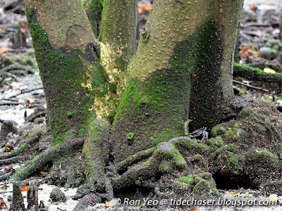tHE tiDE cHAsER: Buta-buta (Excoecaria agallocha)