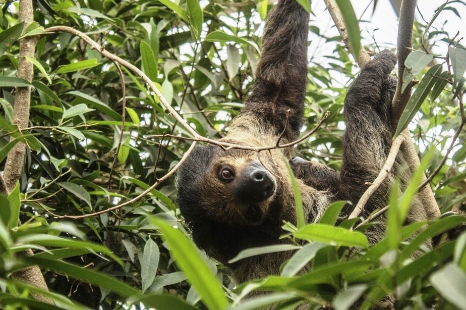 Contes d' Animals: L'OS PERESÓS