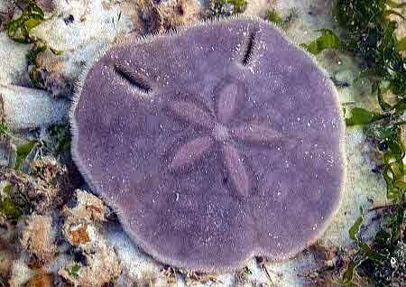 Legend of the Sand Dollar