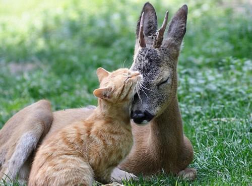 Catsparella: Cat and Baby Deer Take Afternoon Cuddle Break