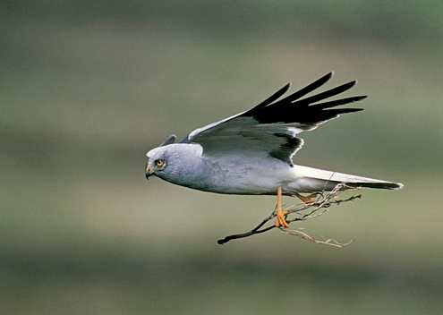 The RSPB Liverpool Local Group: RSPB launches Hen Harrier Hotline