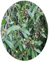Jammu and Kashmir Medicinal Plants Introduction Centre: olive tree ...
