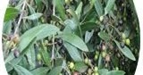 Jammu and Kashmir Medicinal Plants Introduction Centre: olive tree ...