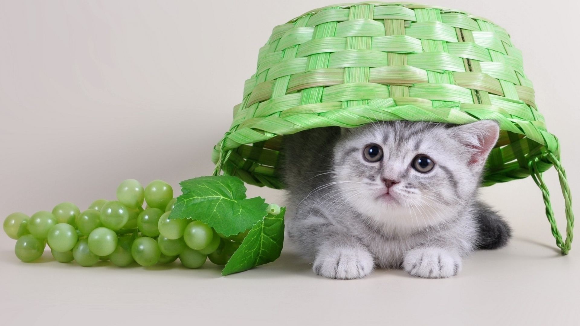 Wallpapers Chats - Pack 002 - Wallpapers & Partage