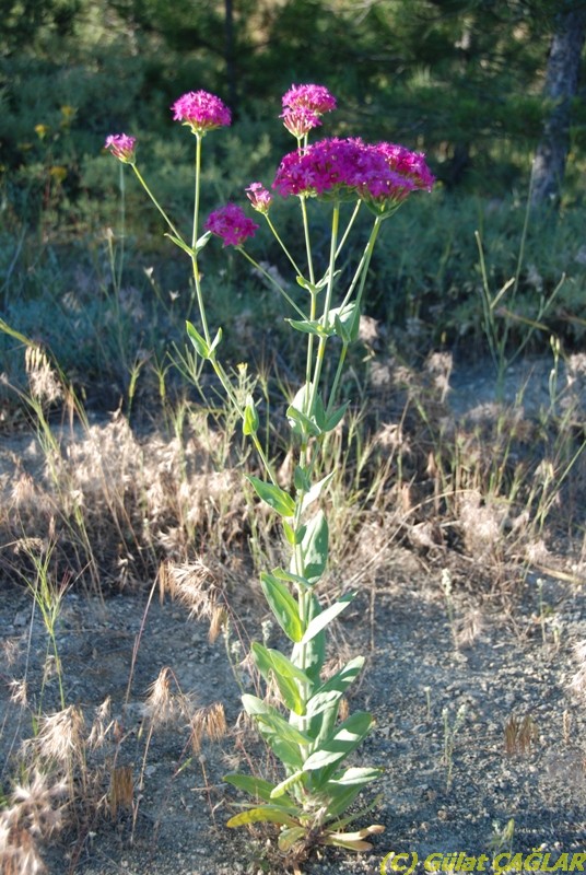 Türkiye'nin Yabani Bitkileri - Wild Flowers in Turkey: Silene compacta ...