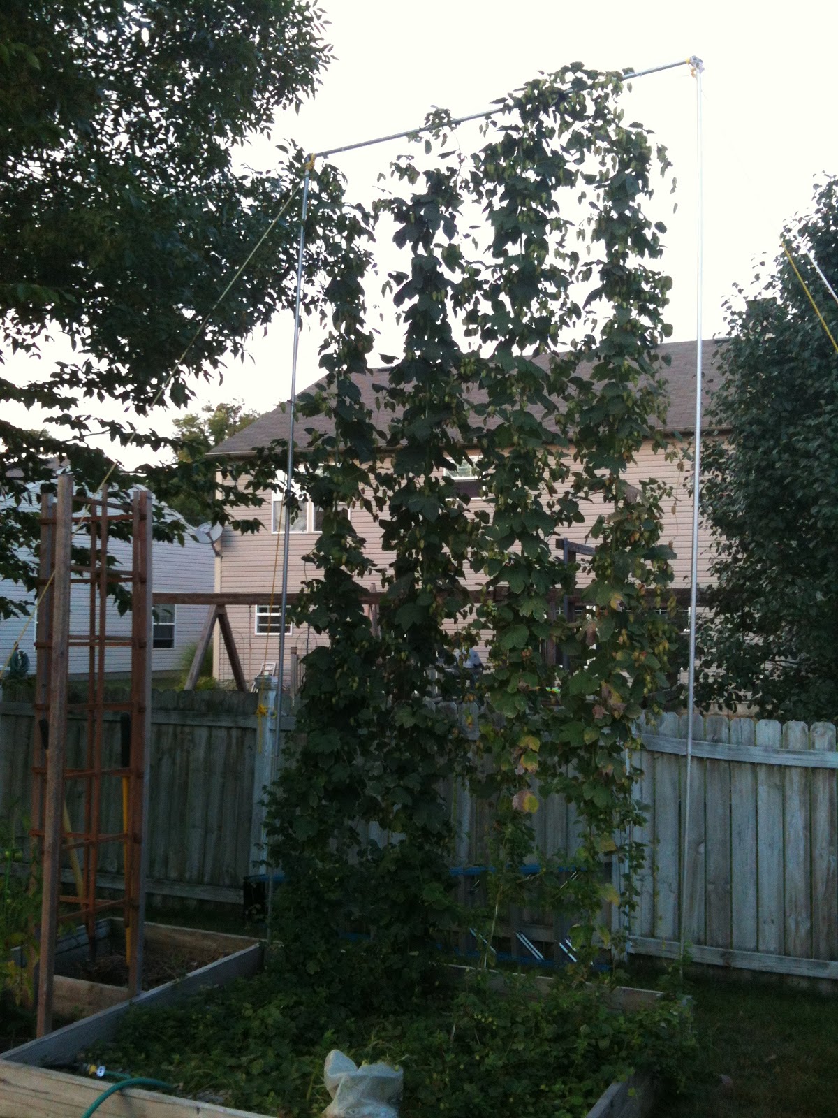 Indiana HOPS spot